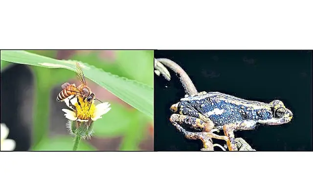 Karnataka moves to declare Malabar tree toad as state amphibian ...