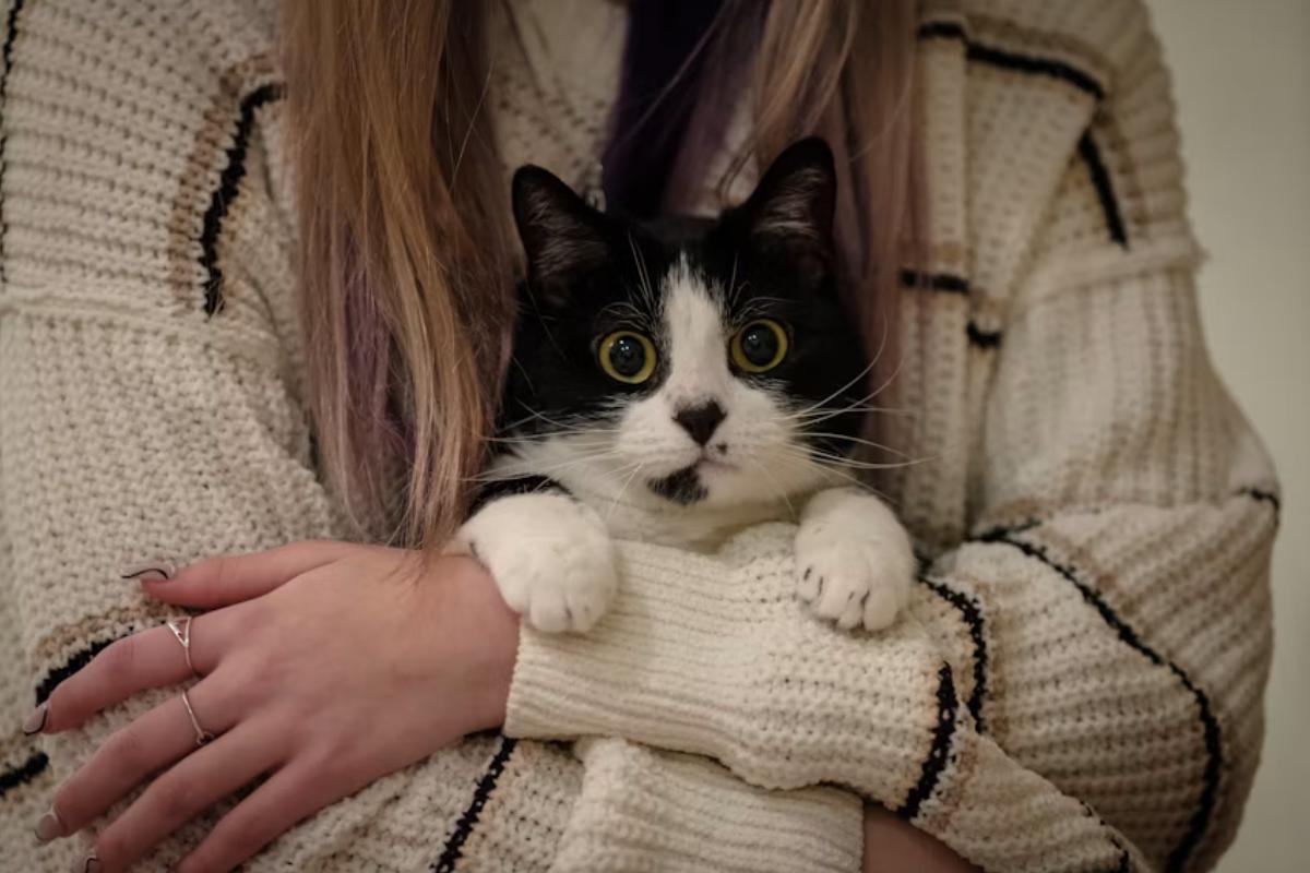 Chinese AI pet translator claims 95% accuracy, but scientists say your ...