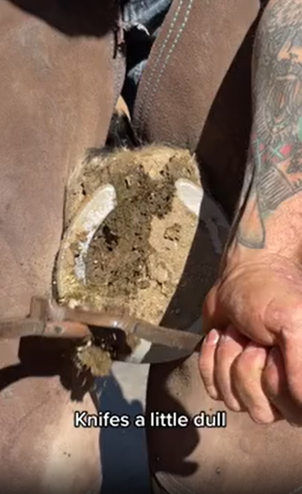 A slightly dull knife in hoof care: Does it still work?