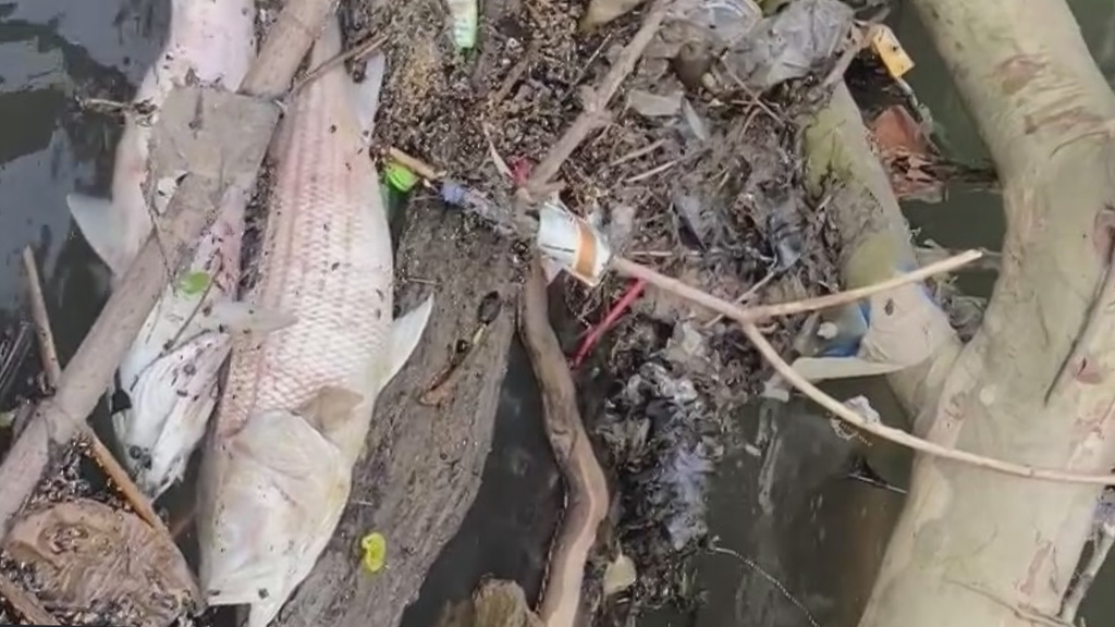 Chattahoochee River fish kill linked to Atlanta flood, drought, and ...