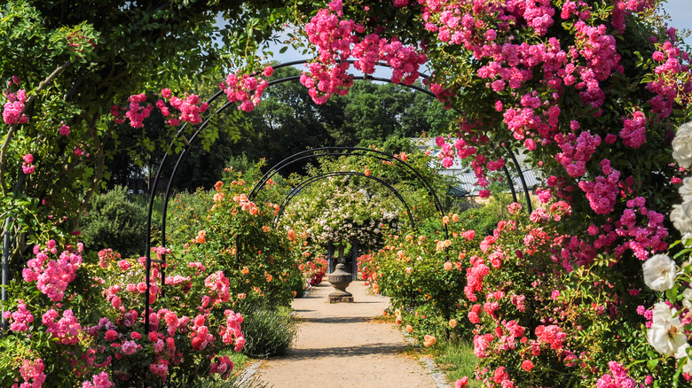 15 plants perfect for an English cottage garden