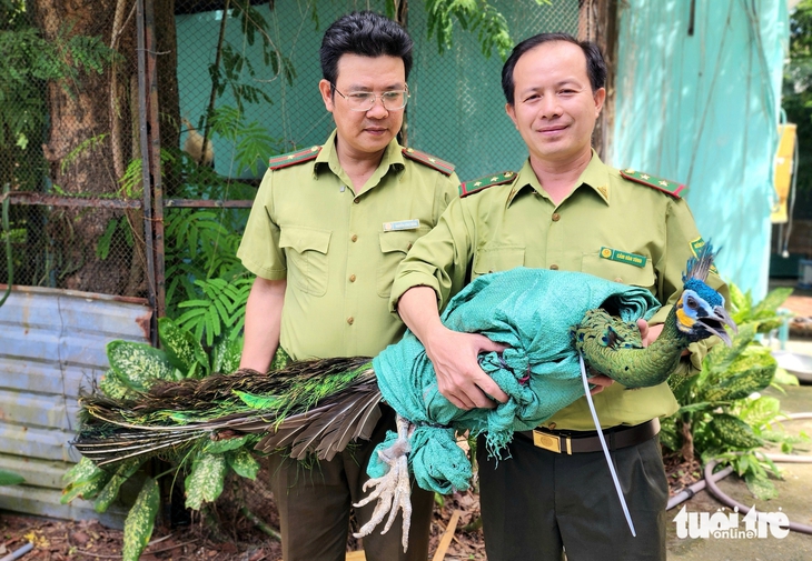 Người dân ở TP.HCM liên tiếp giao nộp chim công quý hiếm cho kiểm lâm