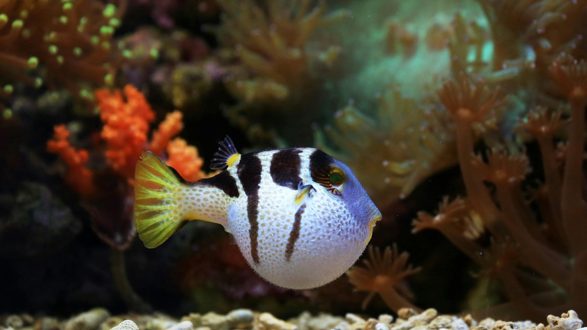 Modern dating has a new label and it's called puffer-fishing