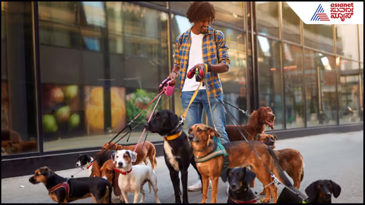 Viral post | New York techie makes ₹5.72 lakh a month walking dogs as a ...