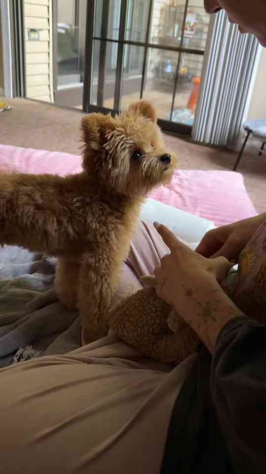 Watch Barney the Pomapoo’s heart-melting reaction to his stuffed toy