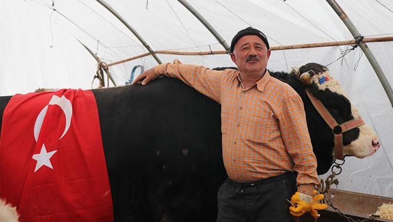 Kayseri'de 1 tonluk 'Paşa' dudak uçuklatan fiyata satıldı! 'Denizi ...