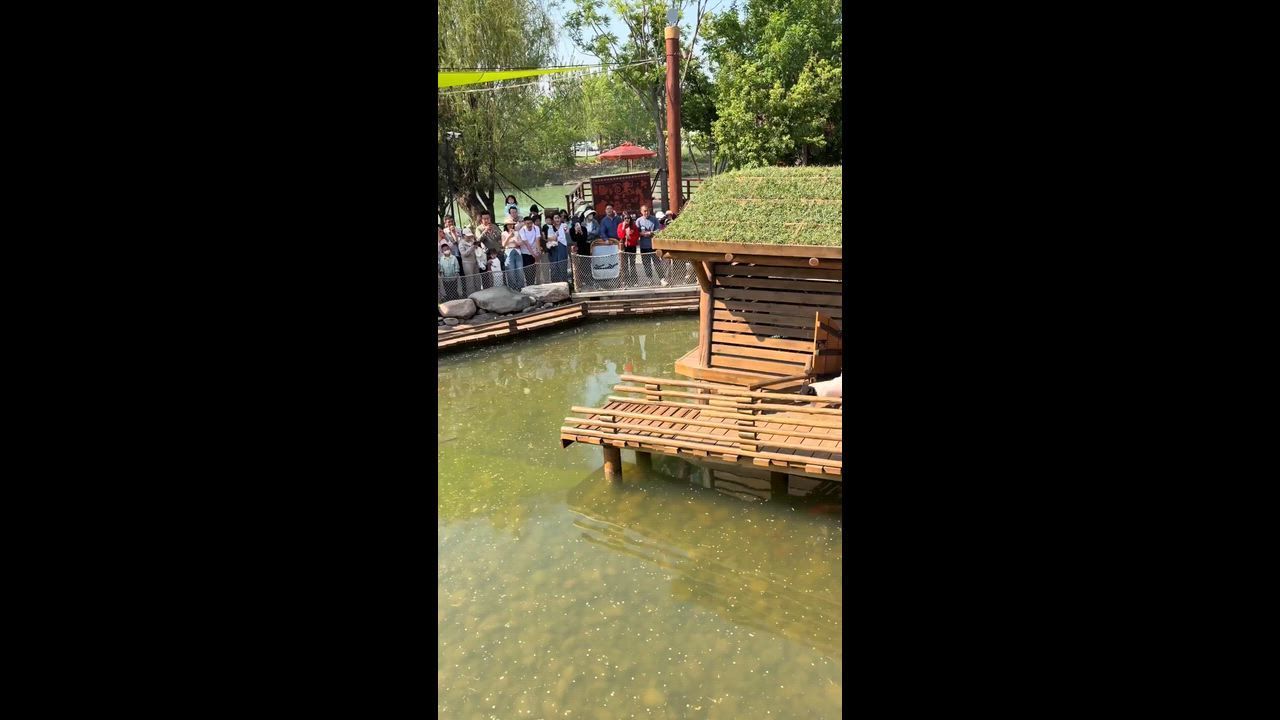 China: Ferkel stellen sich an, um in China in einen Teich zu springen