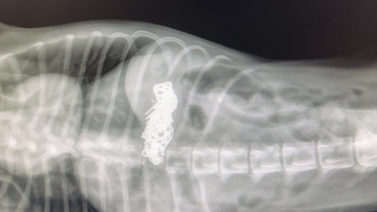 An X-ray reveals hidden treasure in dog's stomach: vets can't believe ...