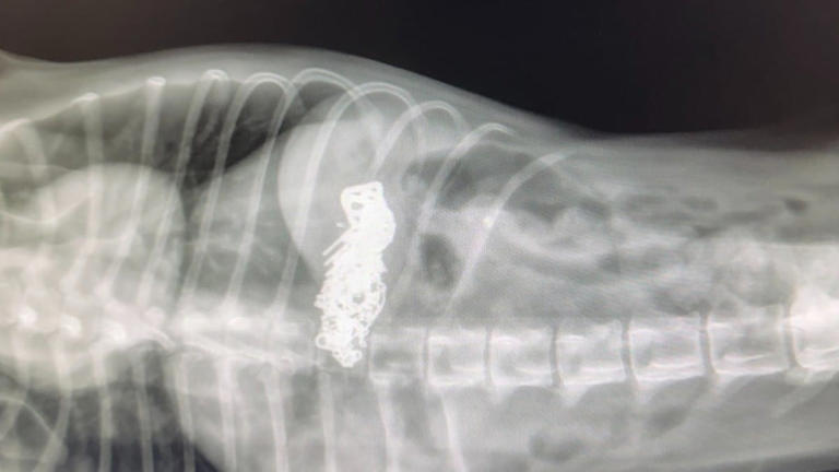 An X-ray reveals hidden treasure in dog's stomach: vets can't believe ...