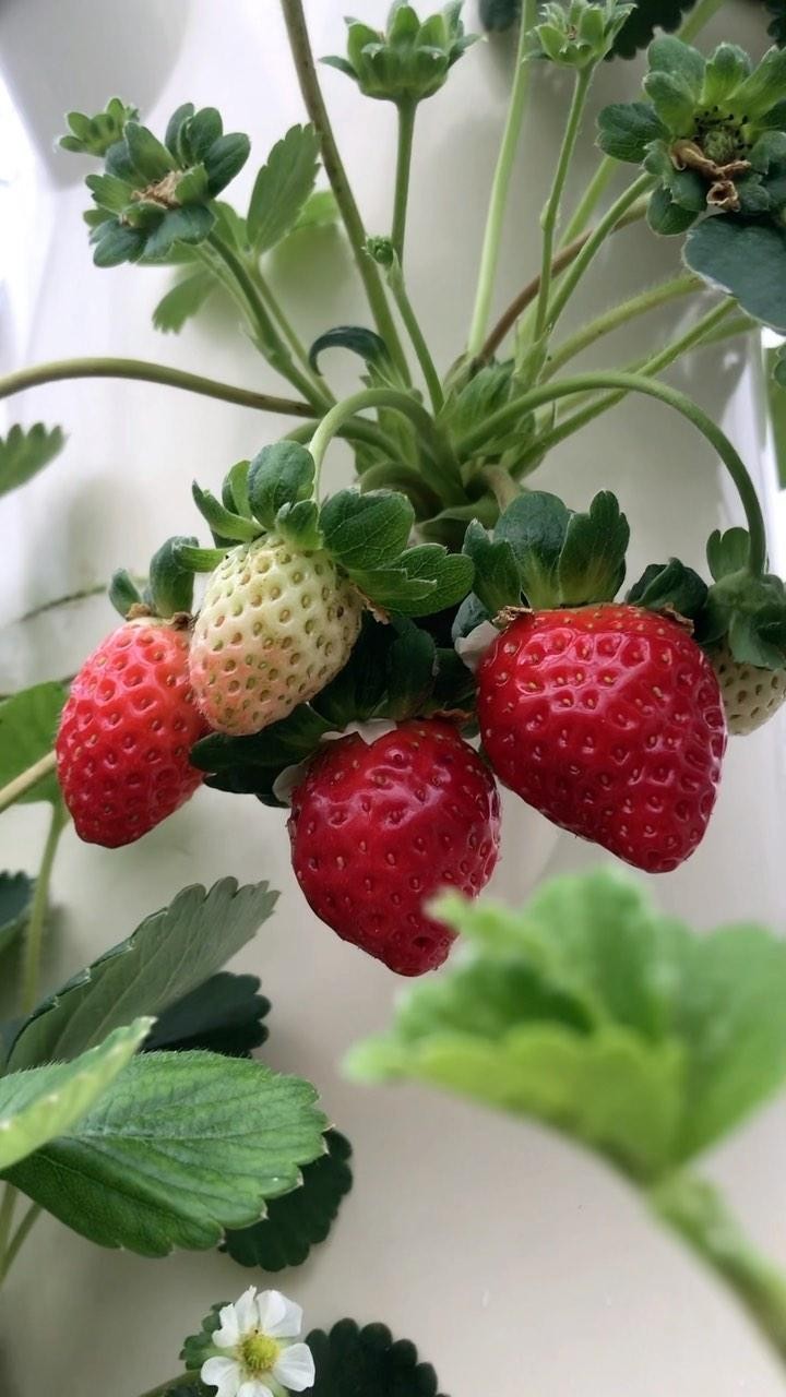 Look at the size, Sweet Charlie strawberries are finally ready