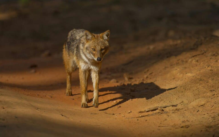 Goudjakhals breidt zich snel uit over Europa door verdwijnen van de wolf
