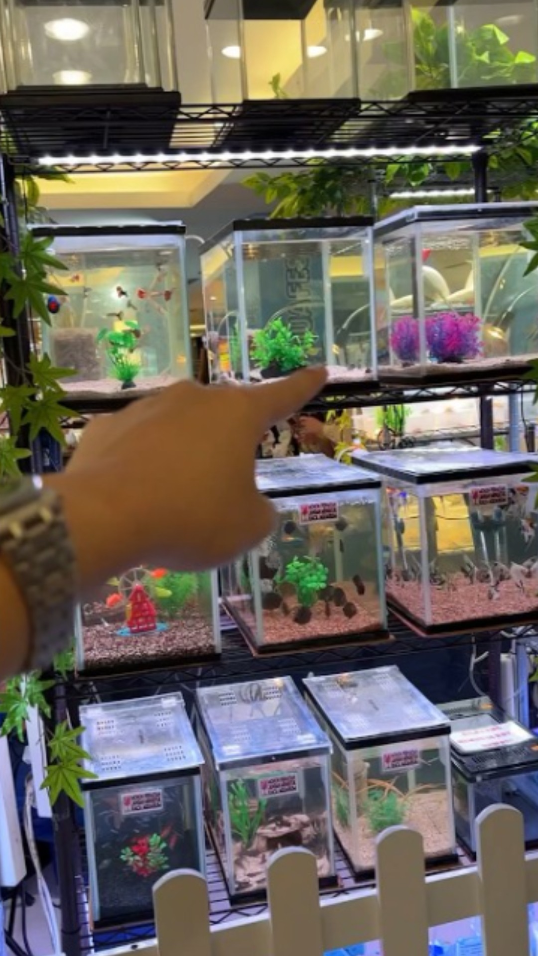 Akuarium di dalam mal yang dipenuhi ikan-ikan aneh dan langka