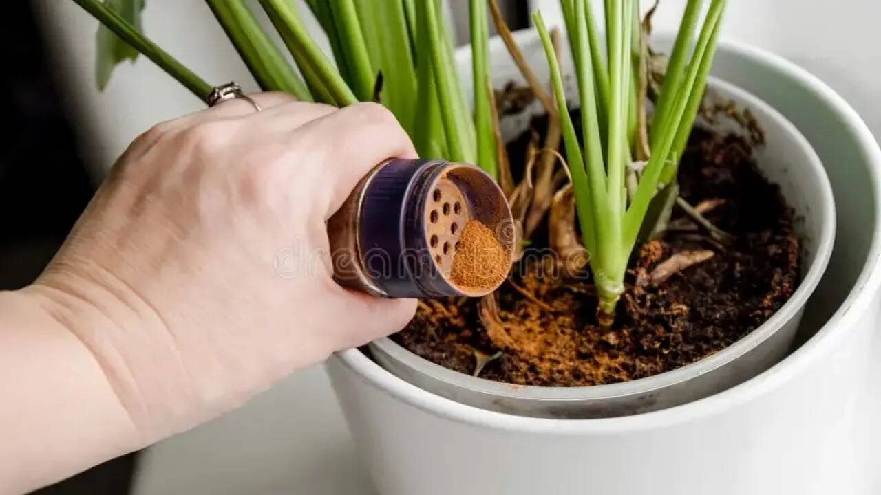 Is cinnamon actually good for your plants? Here’s why gardeners are ...
