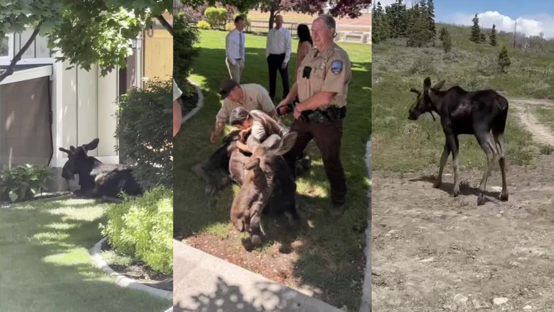 Drought, low snowpack may push moose closer to neighborhoods, as seen ...
