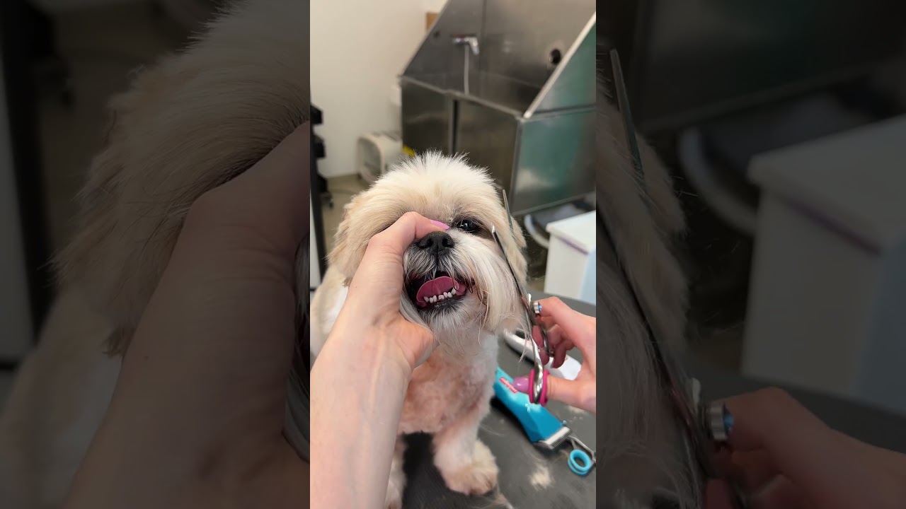 Shih Tzu grooming transformation: From fluffy to fabulous!