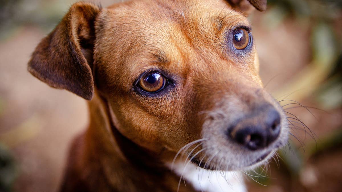 Sick rescue dog 'too weak to stand' bravely shows he's 'not ready to ...