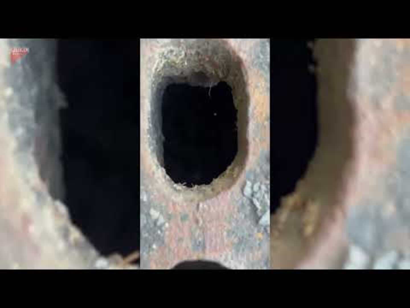 Person discovers ducklings trapped inside drain after hearing mother ...