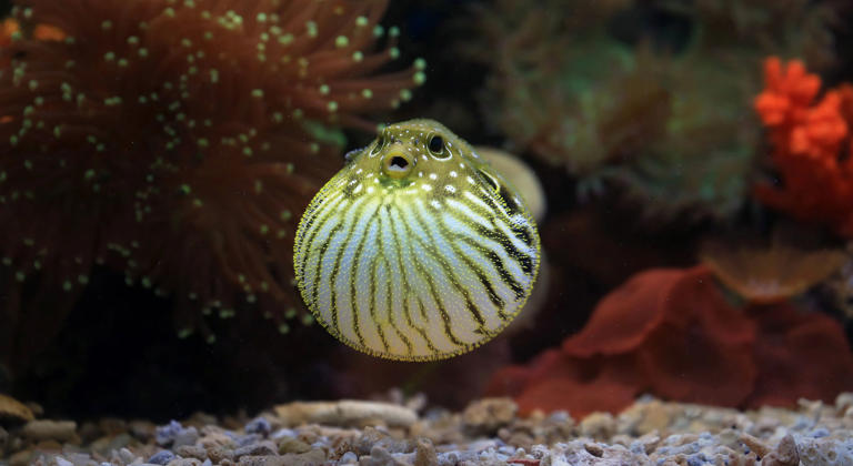 Modern dating has a new label and it's called puffer-fishing