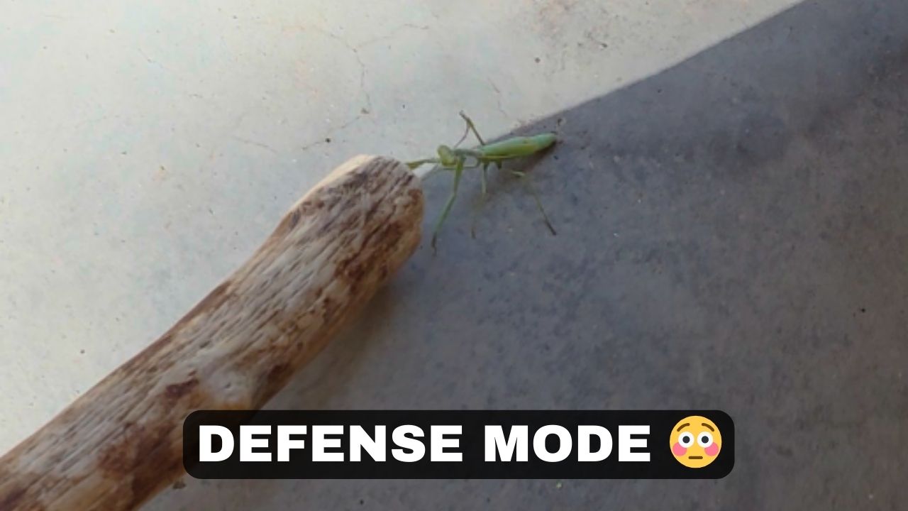 Praying mantis lifts its arms in a sudden defensive display