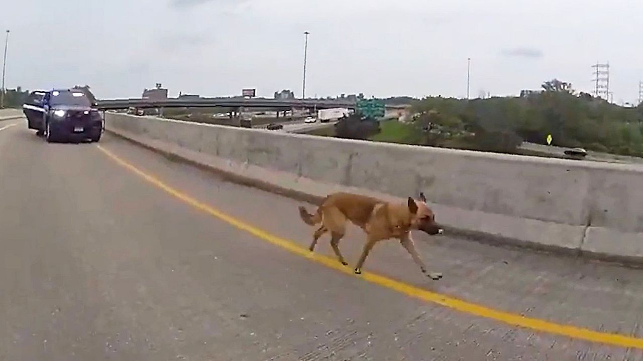 Dog jumps off Wisconsin highway overpass to escape deputies