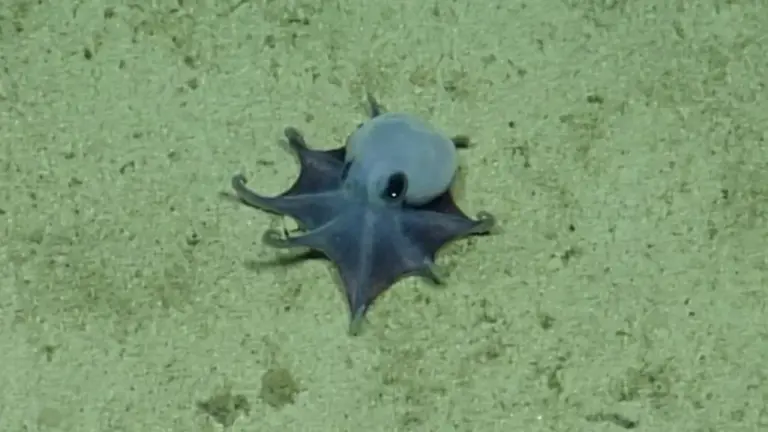Azul y miniatura: descubren nueva especie de pulpo en Galápagos
