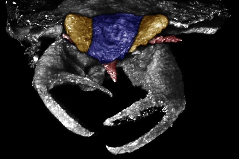 🦀 Giant clawed bug from 100 million years ago discovered in amber