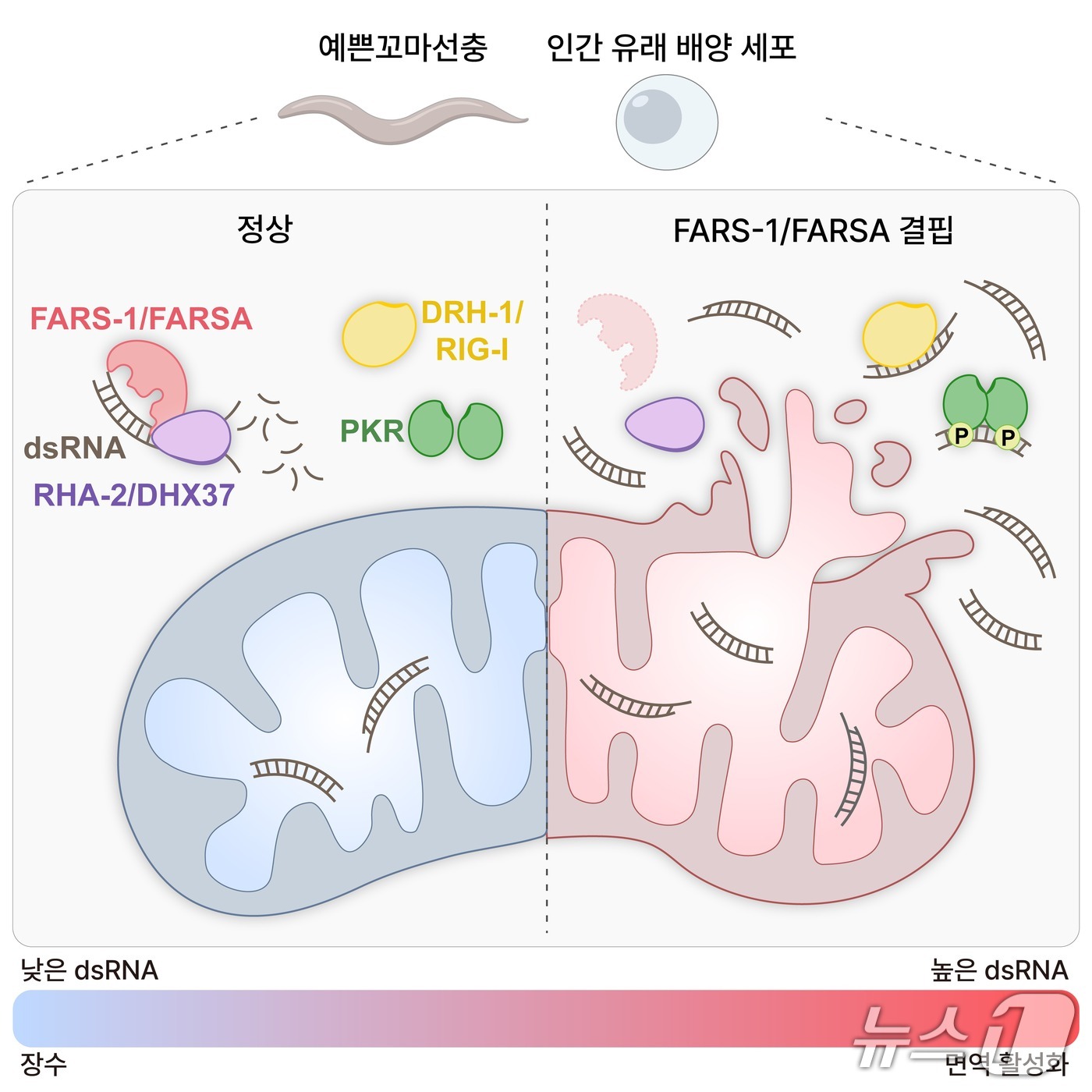 노화 늦출 새로운 실마리 찾았다…촉진 RNA 조절 가능성 규명