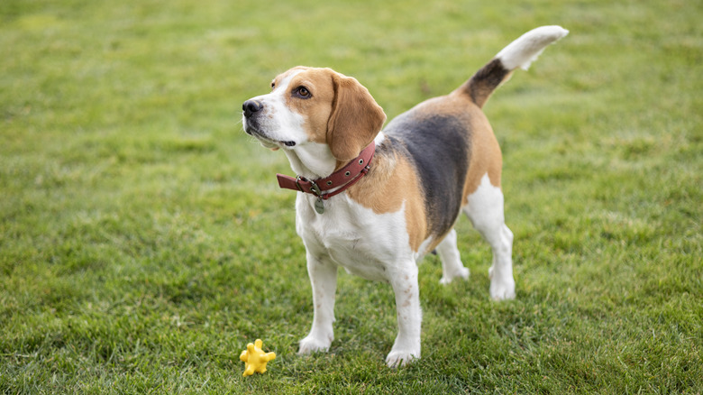 The Chinese dog experiment that had never been done before