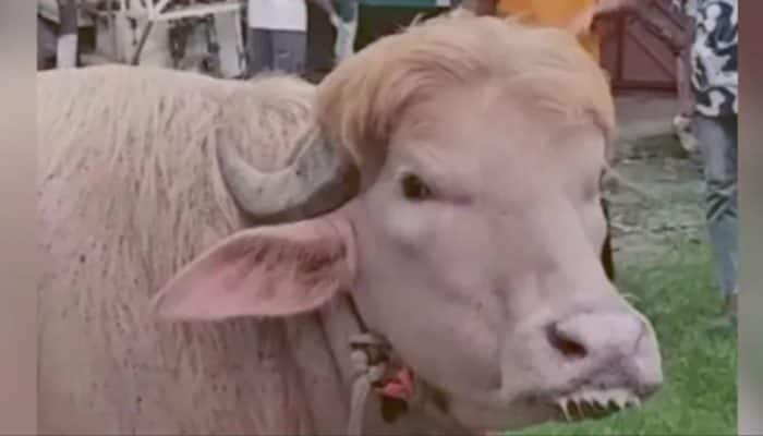 Holy cow-lick! Rare pink buffalo named 'Donald Trump' sold ahead of Eid ...