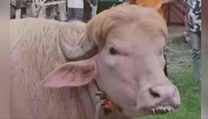 Holy cow-lick! Rare pink buffalo named 'Donald Trump' sold ahead of Eid ...