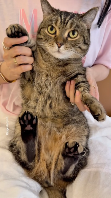 Cat summoning jutsu epic funny magic moment