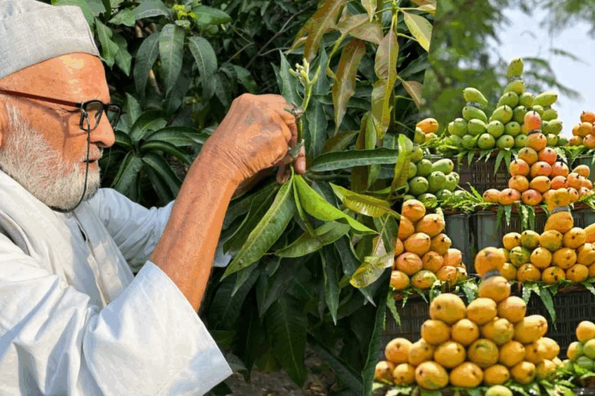 Who is India’s mango man? Genius who grows over 300 mango varieties on ...
