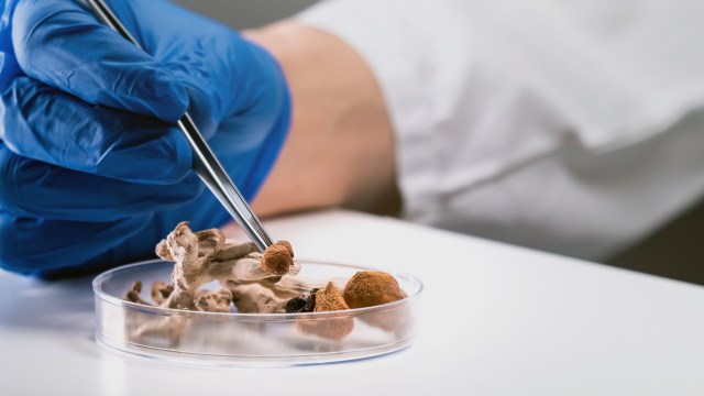 Single dose of psilocybin outperforms placebo in breakthrough cocaine ...