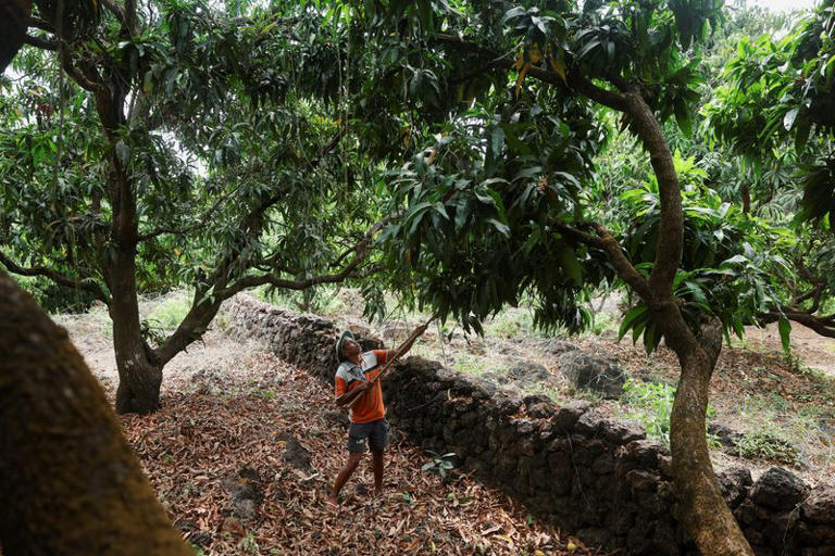 India’s prized Alphonso mango crop ruined by weather