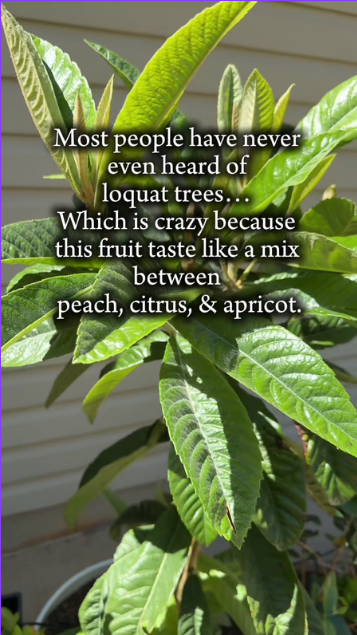 Have you heard of loquats?