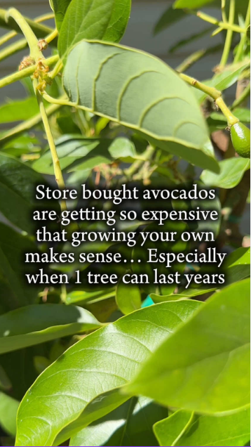 Container avocado tree update