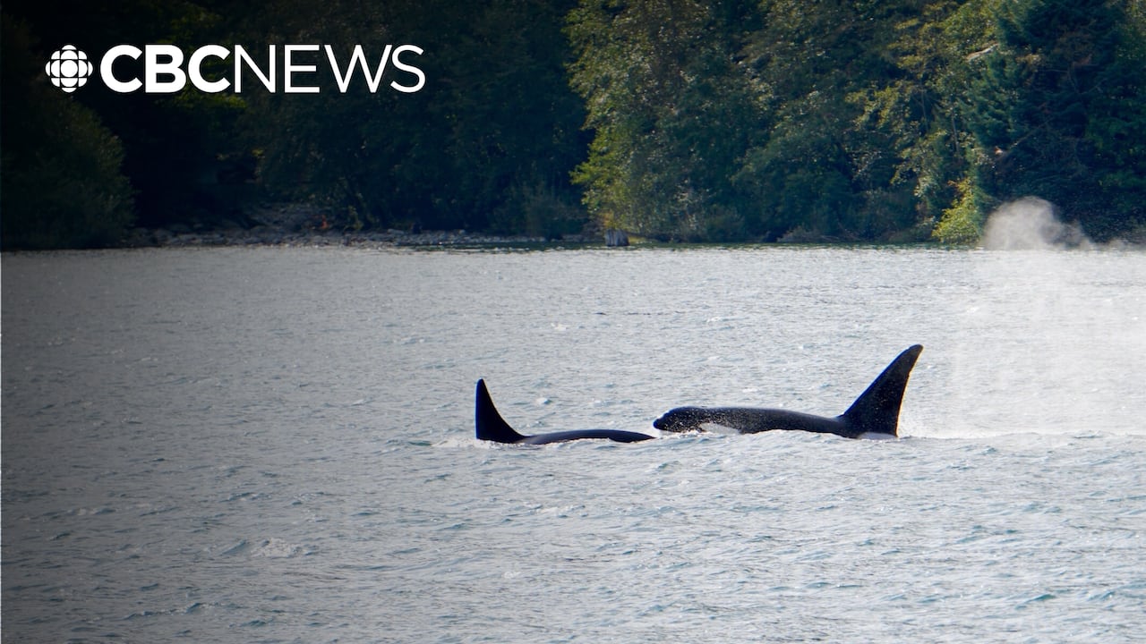 How BC can learn from collaborative approach to whale protection in San ...