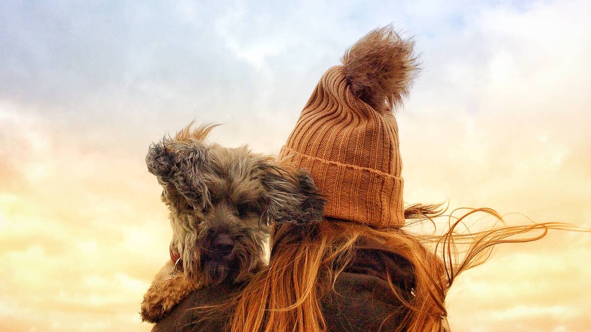 Senior dog who looks like a 'muppet' has the sweetest ballpark date