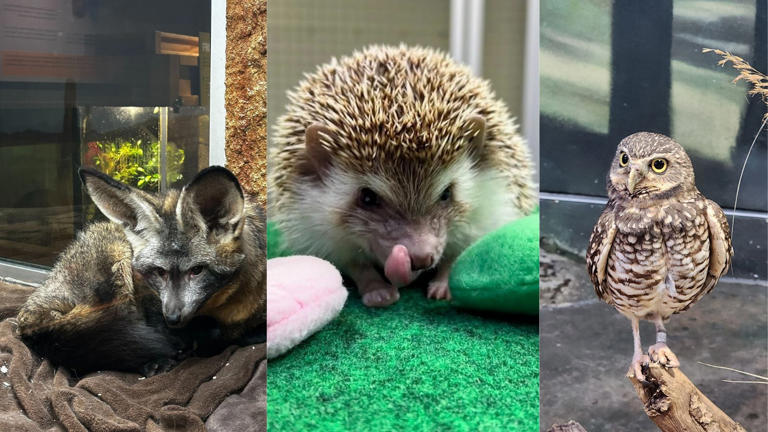 Boonshoft Museum of Discovery celebrates 3 animal birthdays