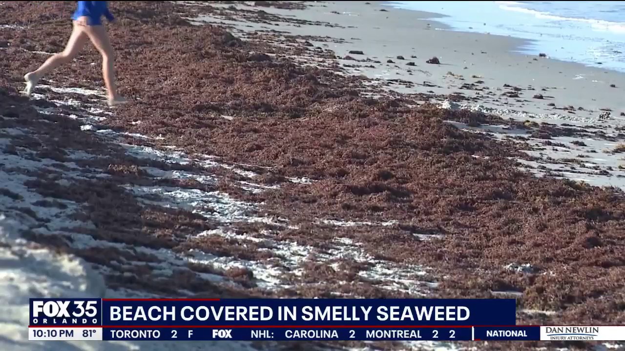 Sargassum seaweed piles up on Space Coast beaches