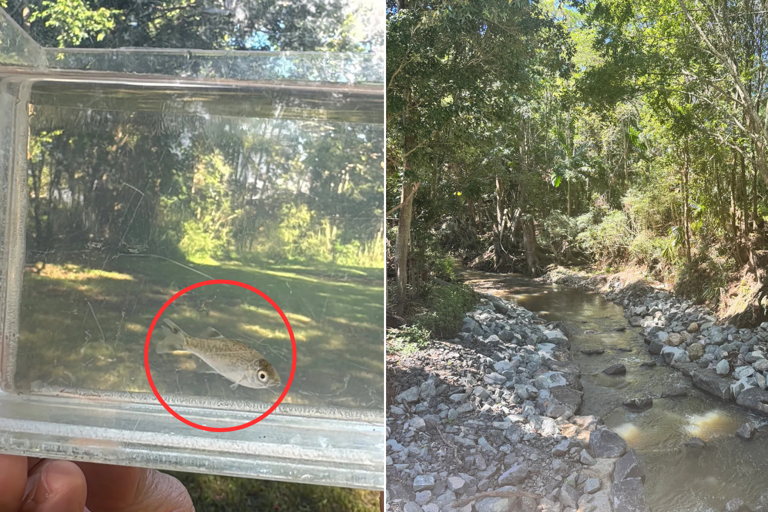 Aussie council’s underwater staircase brings native species back after ...