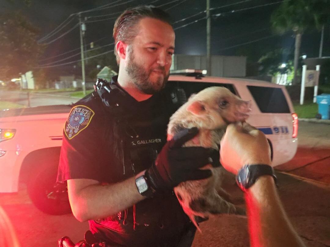 ‘We can’t make this stuff up,’ Slidell Police capture piglet at hotel
