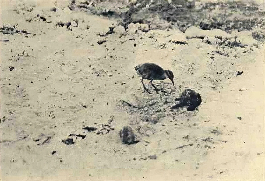 20 animals that have gone extinct in the last 100 years