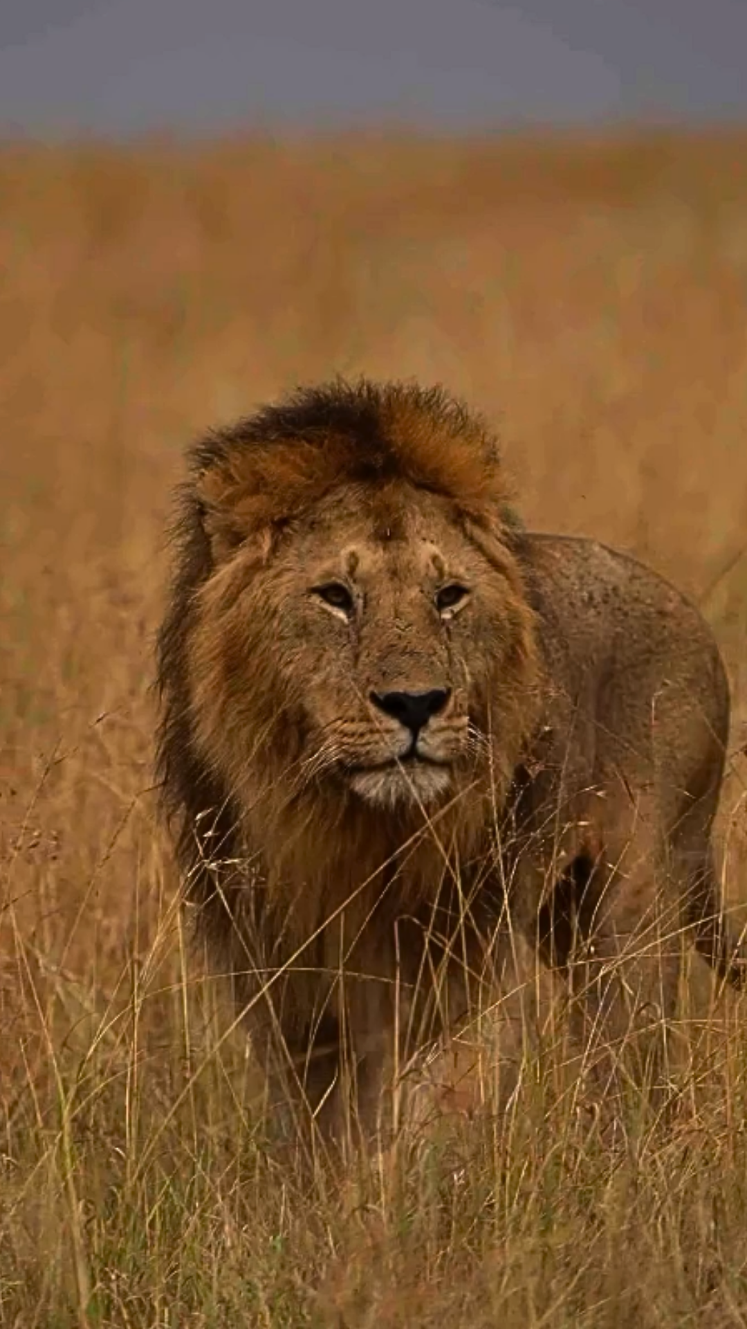Masai Mara Wildlife Glimpse Nature Photography