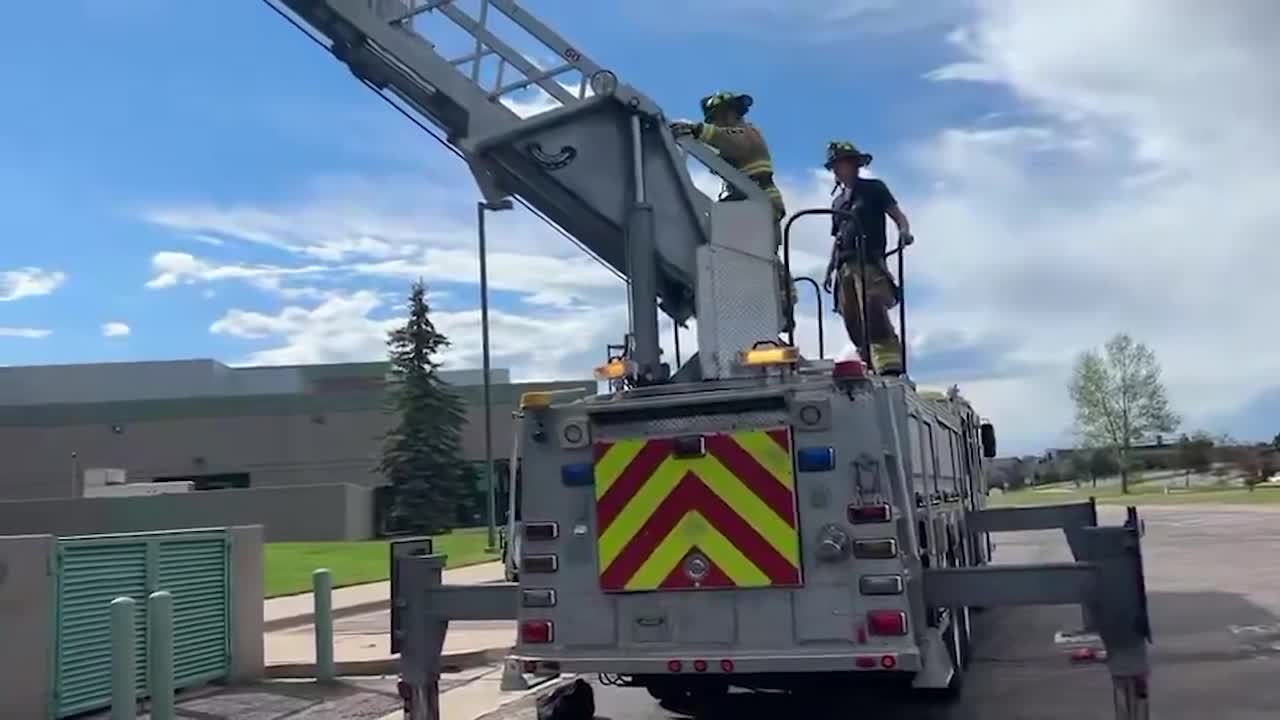 Firefighter saves baby red-tailed hawk after it falls from building roof