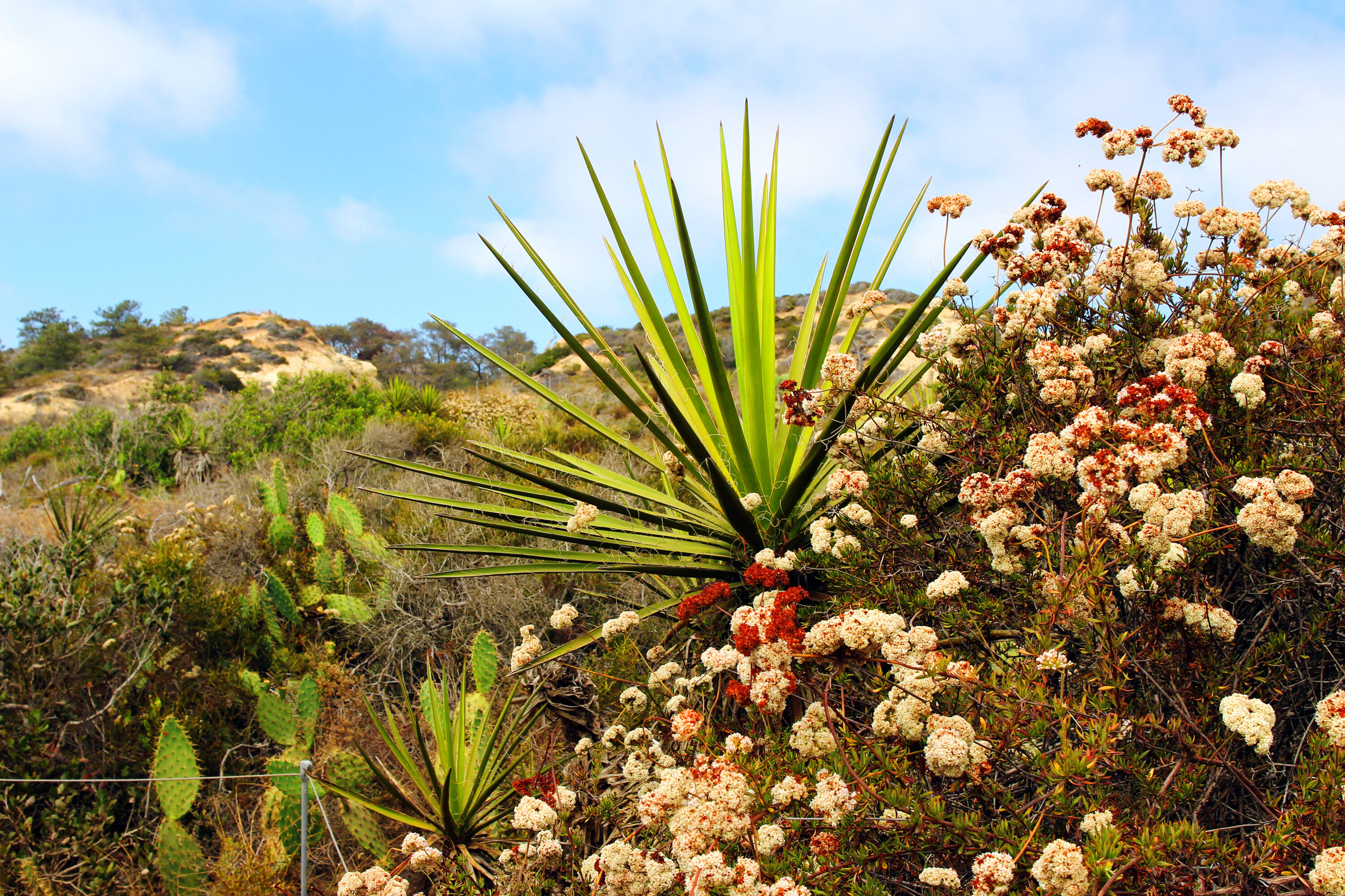 Earth talk: Native plants