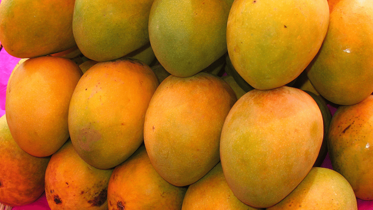 Alphonso mango production crashes in Maharashtra due to extreme weather