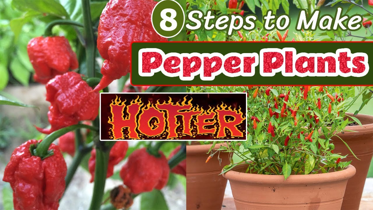 8 simple steps to make pepper plants hotter