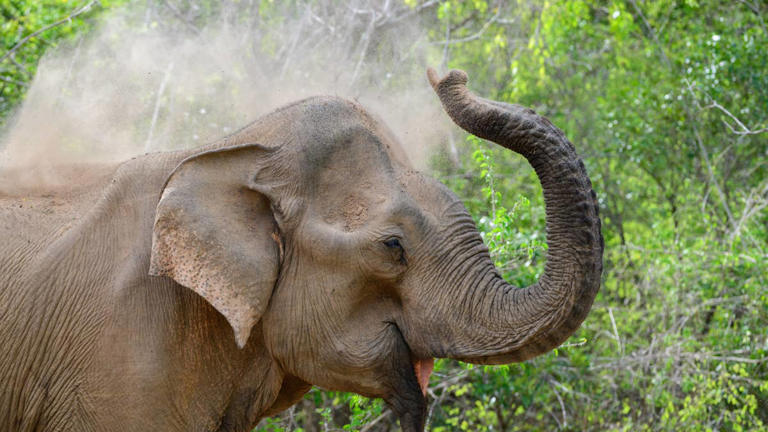 This mama elephant helps her baby take a bath and it's a beautiful ...