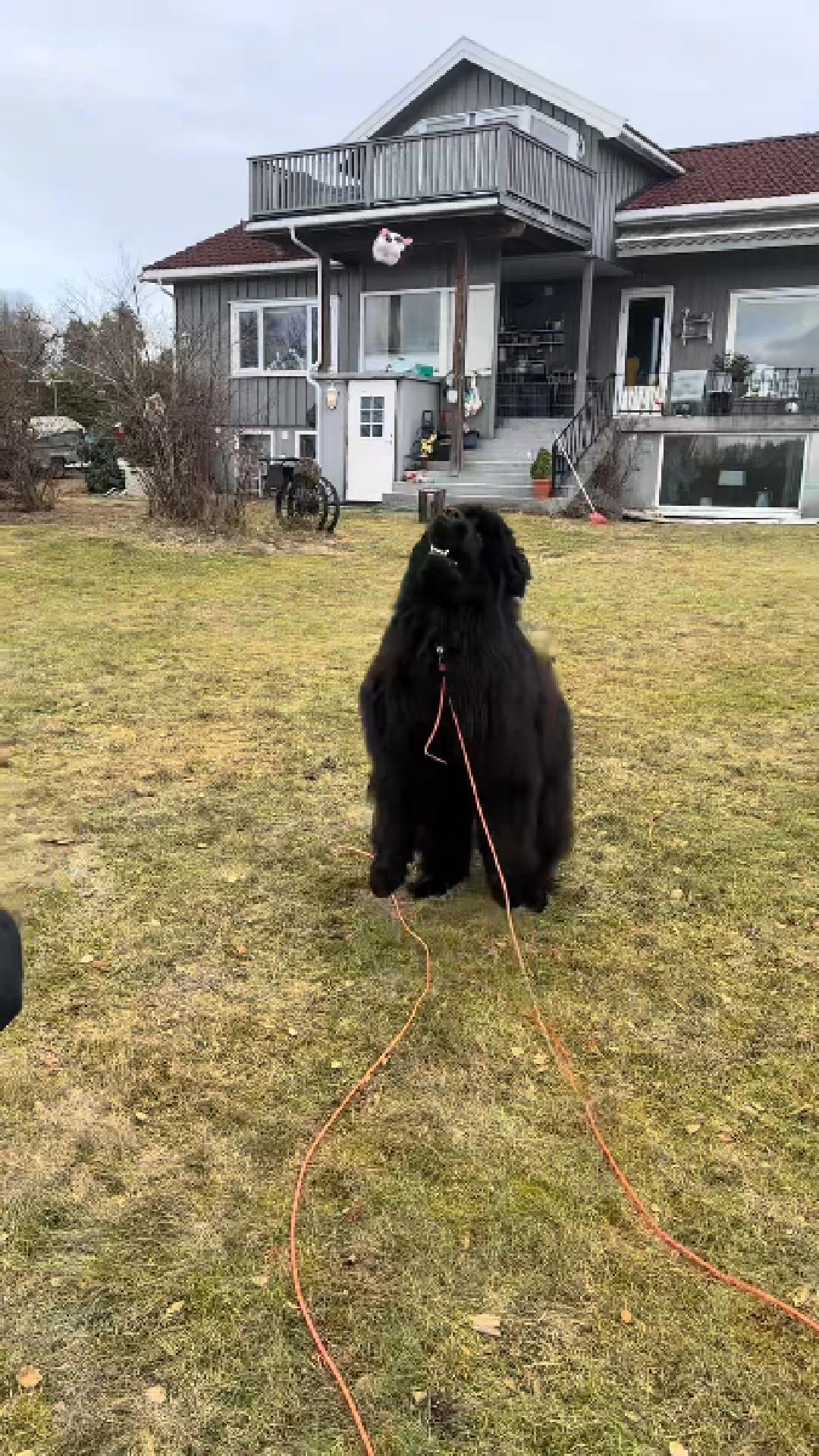 This Newfoundland dog realized mom was having all the fun
